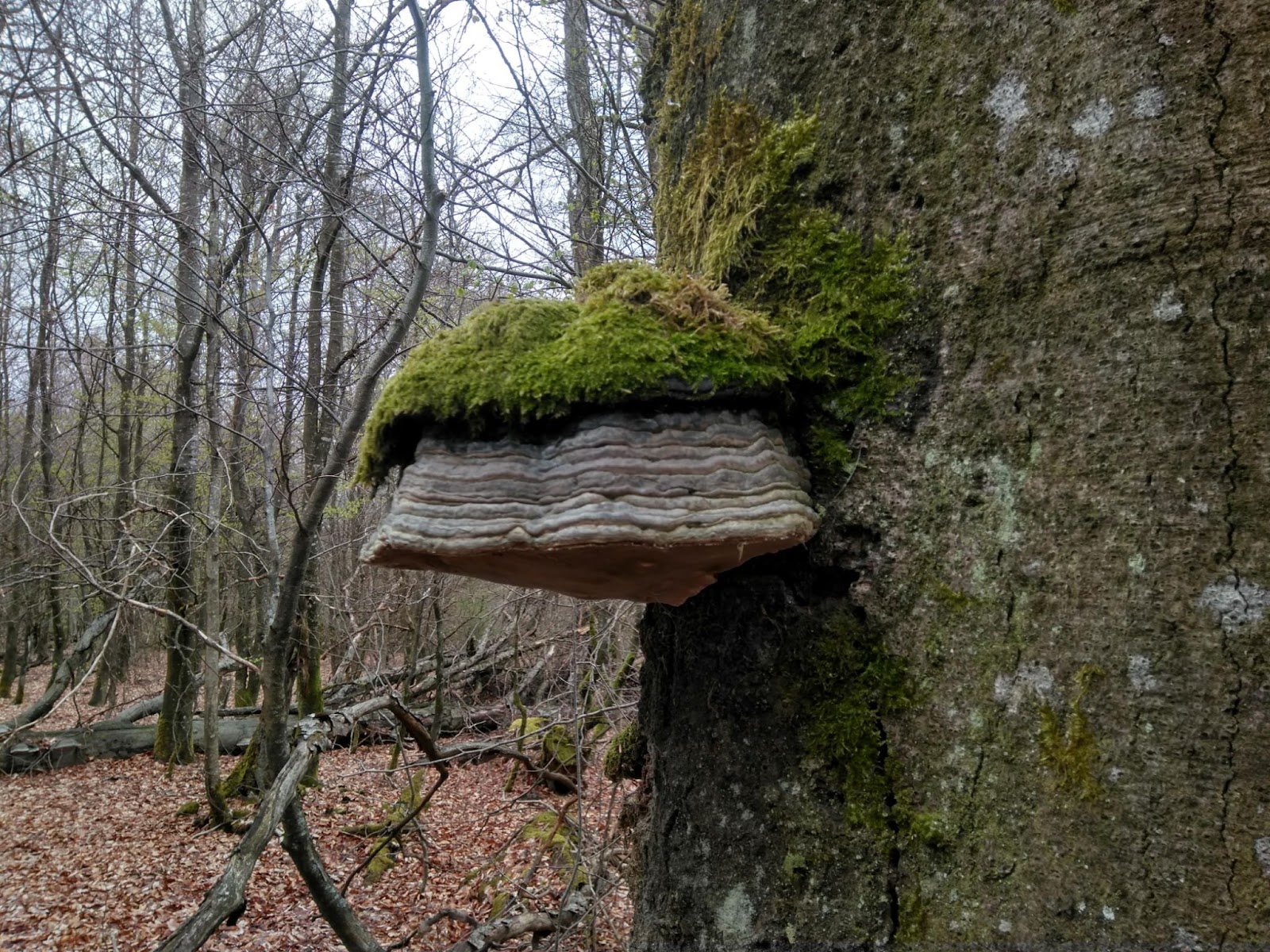 Forever Fungi - Triple F Biology